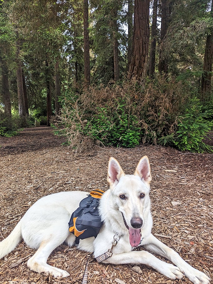 Even four-legged hikers need a break. This happy trail companion demonstrates proper redwood appreciation &ndash; pause and take it all in.