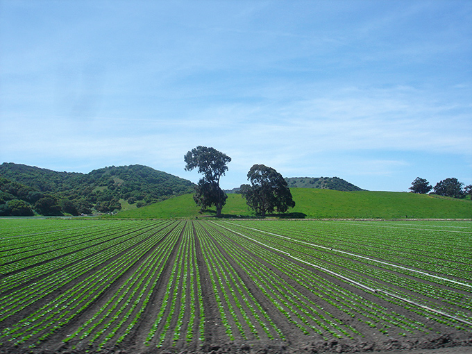 Agricultural geometry stretches toward rolling hills&mdash;each perfect row a testament to the hands that feed America.
