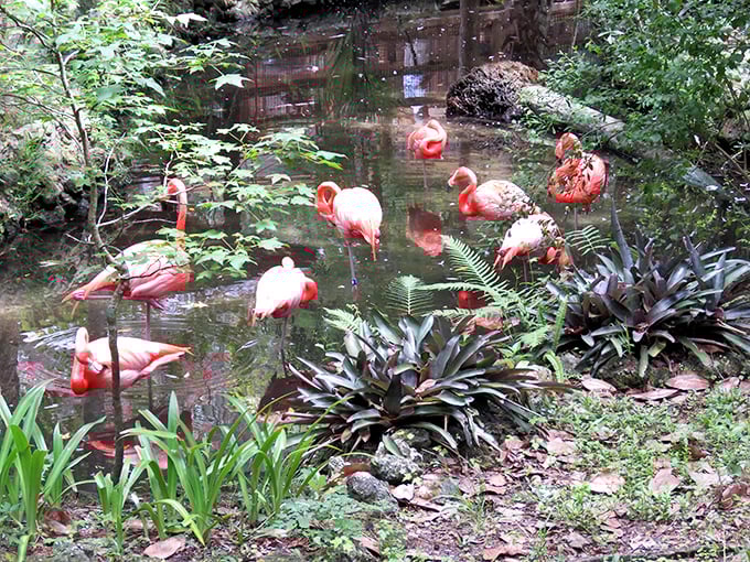 These flamingos didn't get the memo about retirement being low-key. They're living their best Florida life in vibrant pink splendor.
