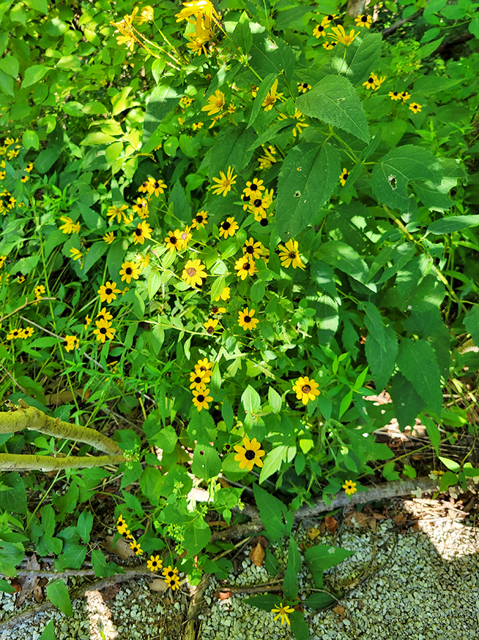 Wildflowers bloom like nature's own welcome committee, greeting visitors with colors that cameras can't quite capture.