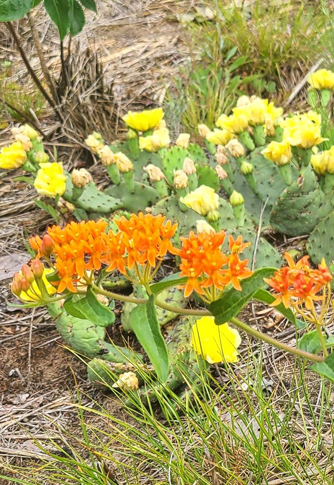 Michigan's dune flora puts on a color show that rivals any garden tour&mdash;these resilient blooms thrive where nothing should grow.