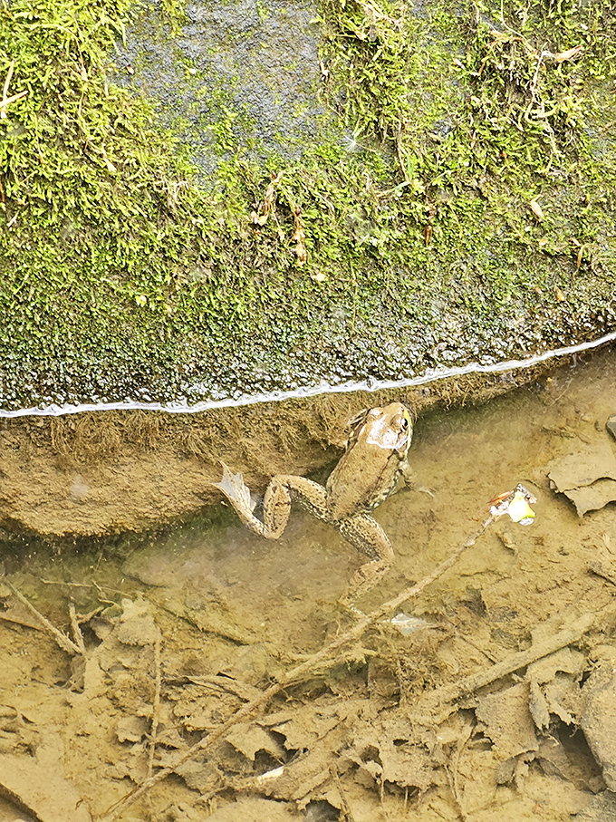 "Pardon me, just checking if you brought lunch." Local amphibians provide quality control for the ecosystem and occasional heart attacks for hikers