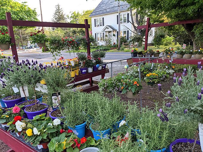 The garden outside isn't just pretty&mdash;it's a preview of the fresh ingredients that might find their way into your meal. Farm-to-table at its most authentic.