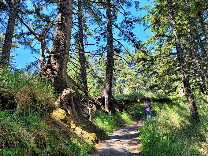Hiking beneath these towering sentinels feels like walking through nature's cathedral. The dress code? Comfortable shoes and a sense of wonder.