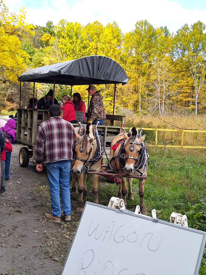 These gentle giants offer transportation at a pace that actually lets you see the scenery.
