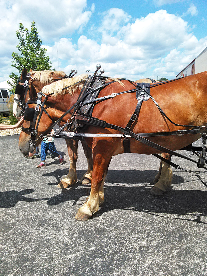 Draft horses in full harness remind visitors of the traditional methods behind this market's exceptional quality.