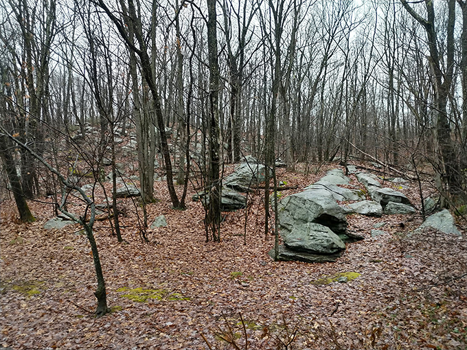 Ancient sentinels standing guard. These weathered rock formations have witnessed centuries pass while silently watching over the forest floor.