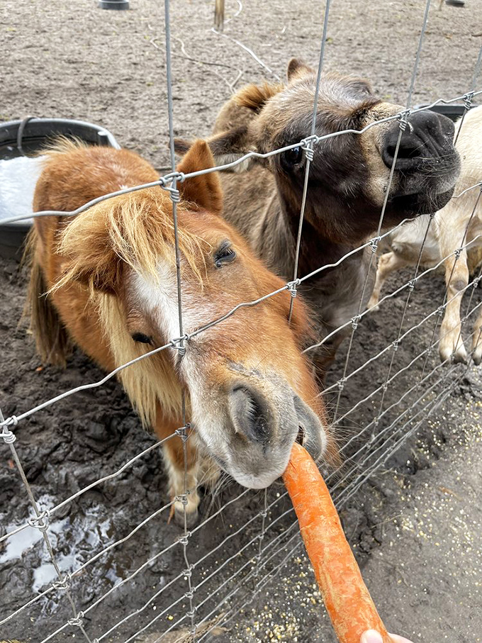 These miniature horses prove that good things really do come in small, adorable, carrot-munching packages.