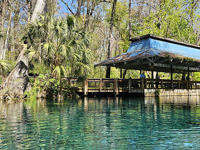 The pavilion hovers over turquoise springs like a watchful guardian, sheltering visitors while they commune with Florida's liquid treasure. 