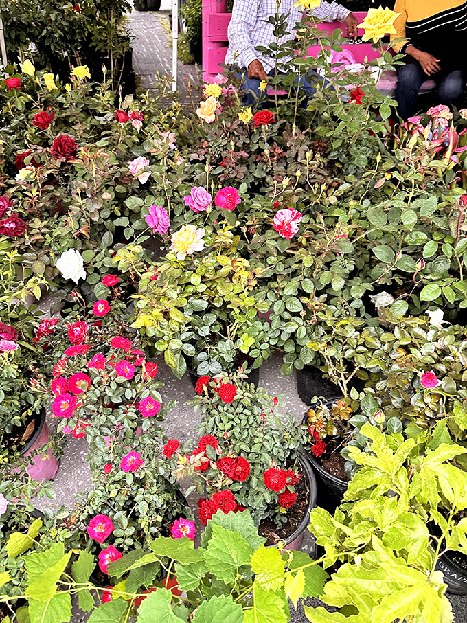 A riot of roses in every hue imaginable—nature's color palette on full display, ready to transform any Florida patio into a botanical showcase.