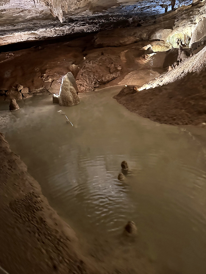 Life finds a way, even underground! This subterranean pool hosts specially adapted creatures who've evolved to thrive in perpetual darkness.