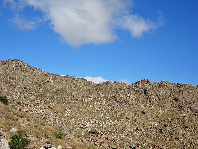 Beyond the sculptures lies the raw beauty of Anza-Borrego's rugged terrain, where ancient rocks tell stories older than any metal creation.