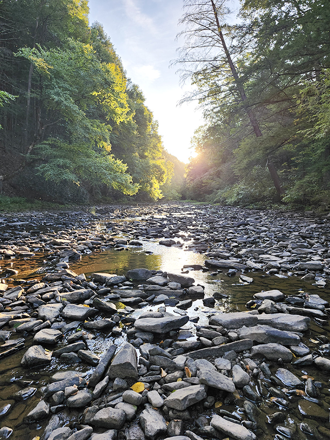 Sunlight dances across Great Trough Creek's rocky bed, creating a mosaic of shadows and sparkles that no filter could possibly improve upon.
