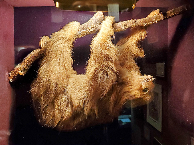 The infamous sloth specimen &ndash; suspended in eternal repose, challenging visitors to question what they know about natural history and museum conventions.