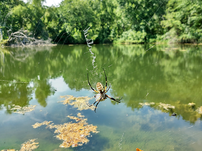 Even the spiders appreciate waterfront property in the Ozarks. This golden guardian has spun the ultimate location-location-location web.