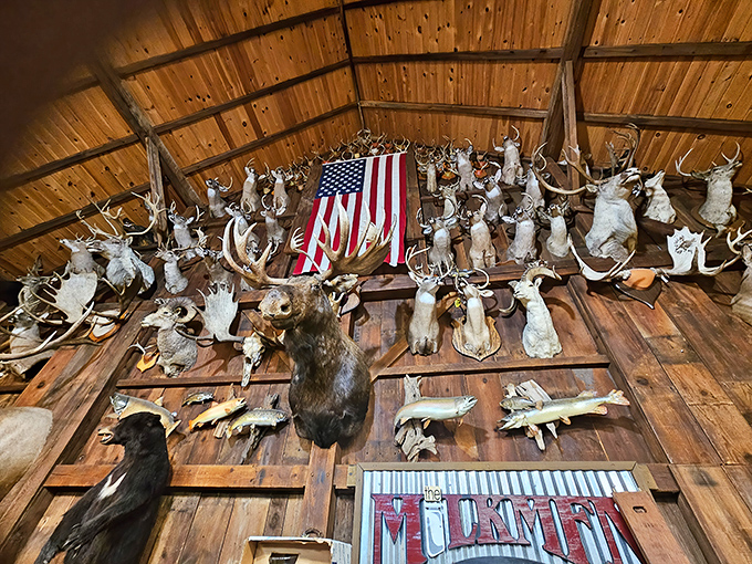 A hunter's trophy wall that would make Teddy Roosevelt raise an approving eyebrow. The taxidermy collection spans species from across North America.