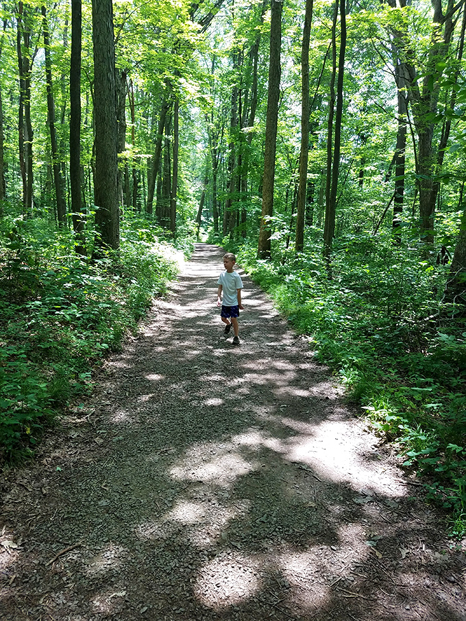 The forest path beckons with dappled sunlight and endless possibilities. Every great adventure starts with a single step down a trail like this.