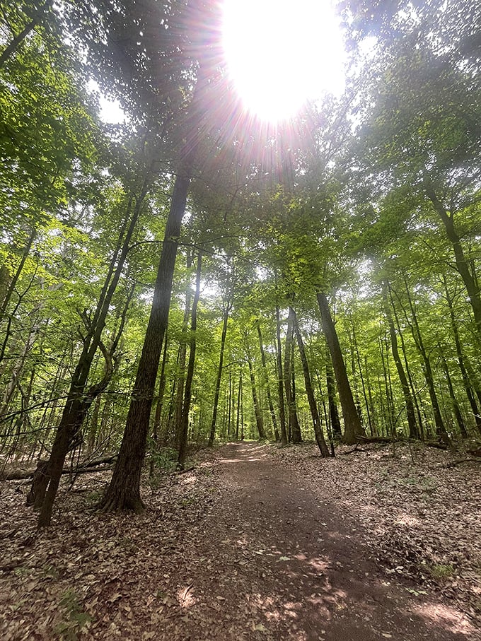Sunlight filters through the canopy like nature's own stained glass. This trail promises the perfect balance of shade and dappled light for summer explorers.