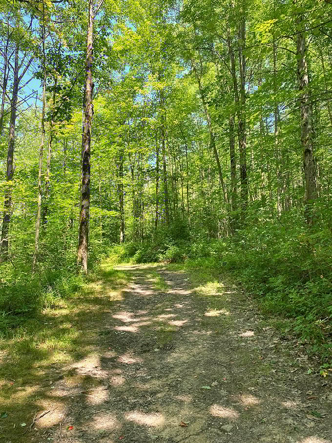 Dappled sunlight plays hide-and-seek on this forest trail, inviting hikers into nature's cathedral of leafy green.