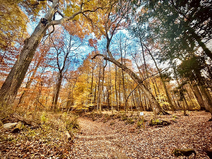 Autumn paints the forest in shades that would make any artist jealous. Nature showing off its seasonal wardrobe change.