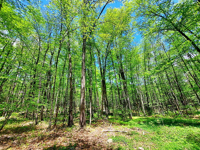 Cathedral-like canopies that prove Pennsylvania's forests rival any European destination for natural beauty and tranquility.