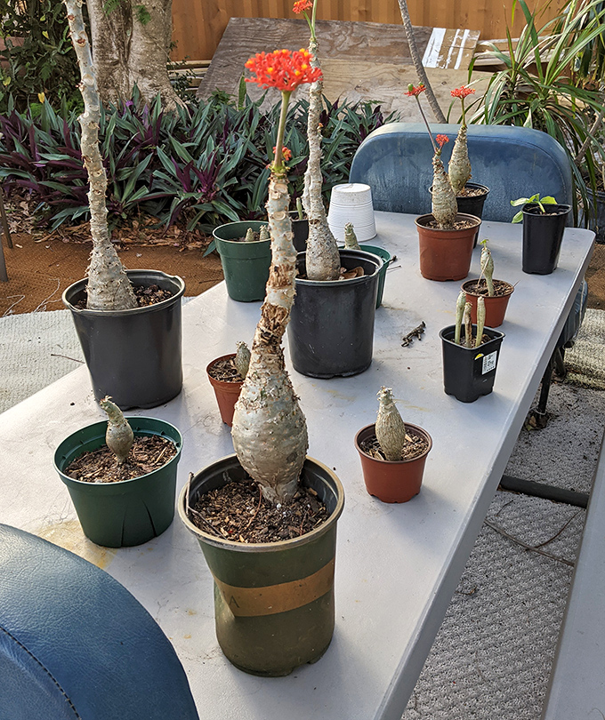 Even the plants at Oddballs have character – these succulents look like they're auditioning for roles in a desert documentary.