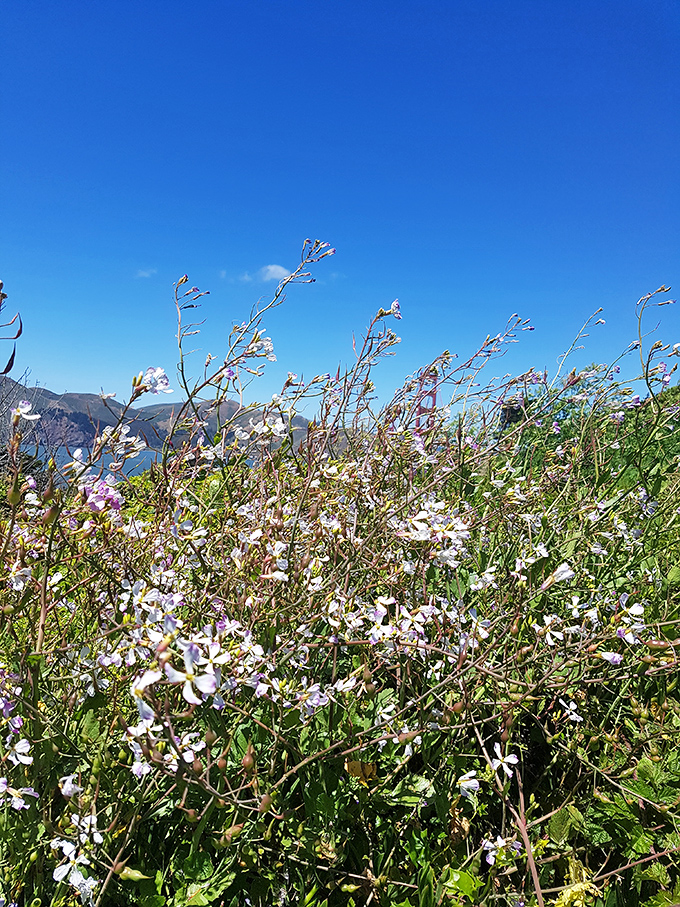 Spring wildflowers add splashes of color to the coastal palette, like Mother Nature decided the ocean views needed just a touch more pizzazz.