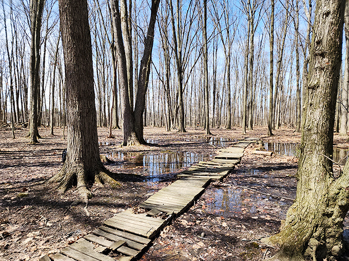 Nature's boardwalk experience. This wooden path lets you explore spring wetlands without sacrificing your shoe game.