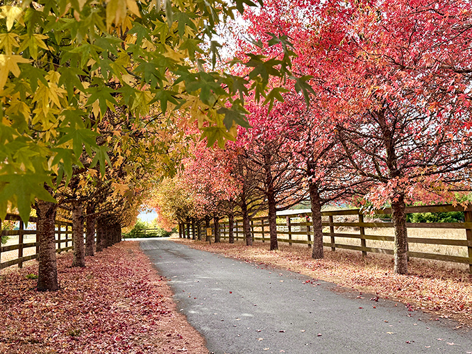 Fall paints country lanes with nature's confetti, creating the kind of scene that makes you want to cancel all appointments and just wander.