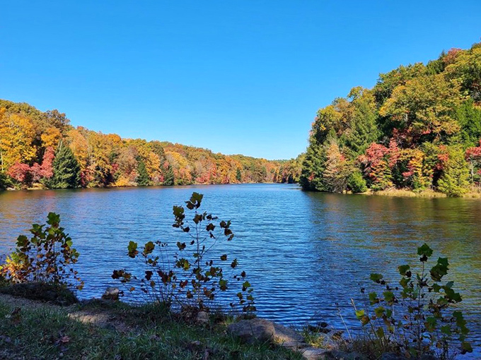 Rose Lake surrounded by fall foliage looks like it was painted by an artist who wasn't afraid of bold colors. Nature's showing off again.