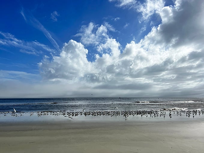Nature's Grand Central Station. Shorebirds gather by the hundreds, conducting important bird business while we marvel at their assembly.