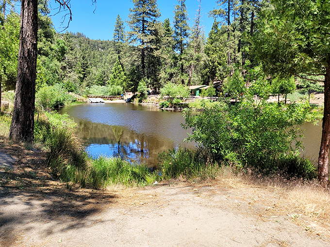This peaceful pond reflects the surrounding pines like a living postcard, capturing Idyllwild's essence in one tranquil scene.