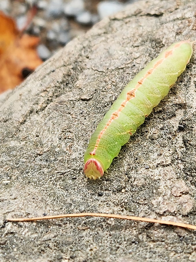 Even the insects at Leonard Harrison are photogenic. This lime-green caterpillar is just working its way toward butterfly greatness, one inch at a time.