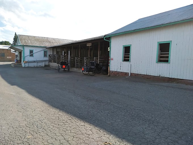 A glimpse of farm life that reminds you where your breakfast actually comes from. These aren't just screensavers&mdash;they're dinner's ancestors.