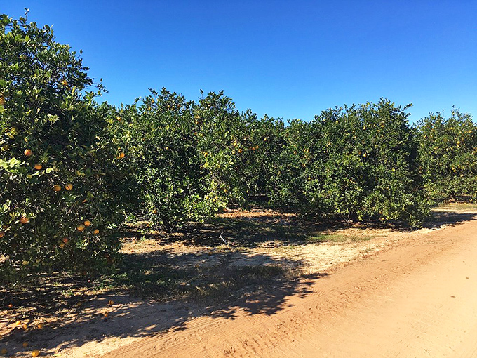Rows of orange trees stretch toward the horizon, a reminder of Clermont's agricultural roots. Florida's liquid sunshine growing on trees, waiting to be squeezed.