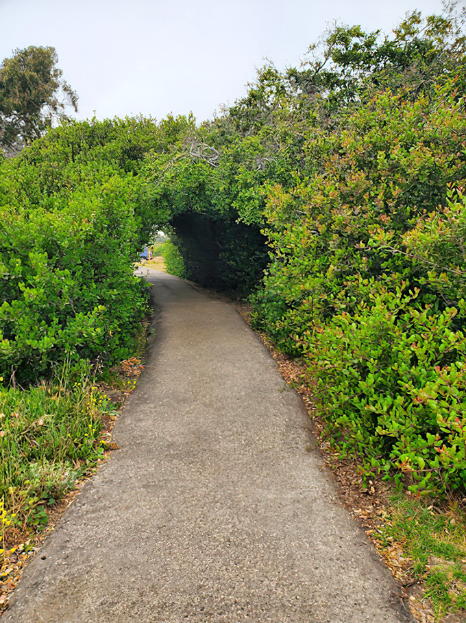 Nature's green tunnel guides you toward sandy rewards. El Capit&aacute;n's pathways promise discoveries with every turn.