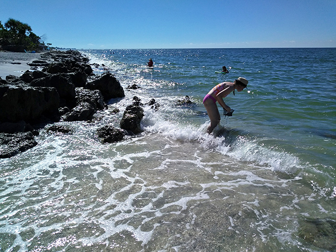 The "Shark Tooth Shuffle" in action—where treasure hunters wade into gentle waters searching for prehistoric souvenirs hiding in plain sight.