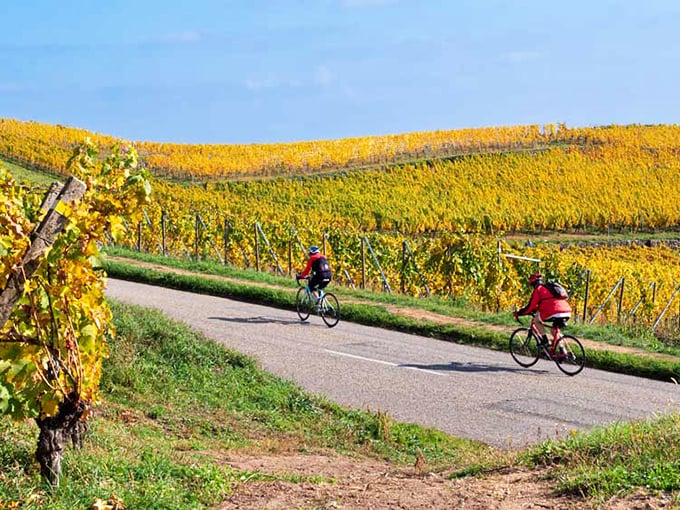 Cycling through autumn vineyards offers a feast for the senses&mdash;golden vines stretching to the horizon while you work off those morning pastries.