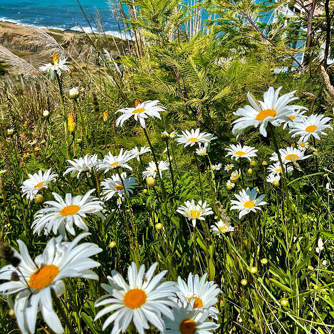 Spring wildflowers create stunning contrast against the moody coastline. Nature's version of the little black dress with daisy accessories.