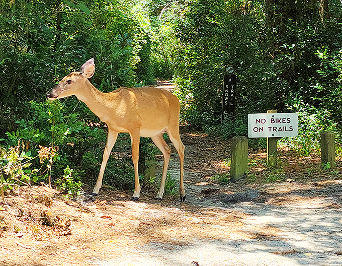 A deer caught mid-commute, clearly unimpressed by the "No Bikes" sign that doesn't apply to four-legged forest residents anyway.
