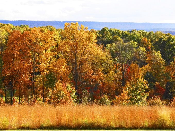 Fall foliage transforms Sunbury into nature's masterpiece, providing spectacular entertainment at absolutely no charge.