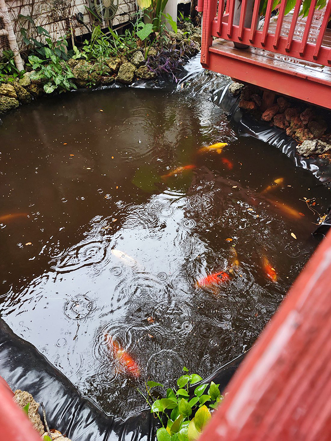 Even the koi fish know they've got prime real estate. They swim happily, blissfully unaware they're not on the menu.