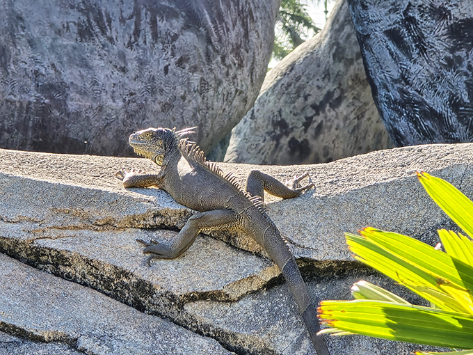 "Just hanging out by the giant horse statue"&mdash;this iguana has found the ultimate Florida sunbathing spot.