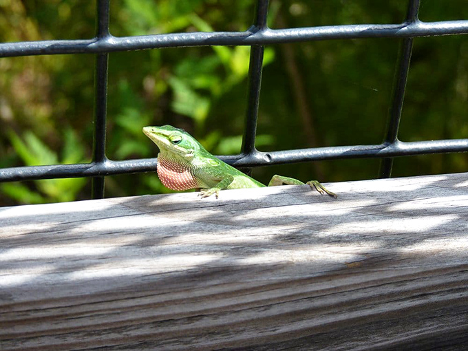 Even the lizards here pose for photos, showing off their emerald scales like tiny fashion models.