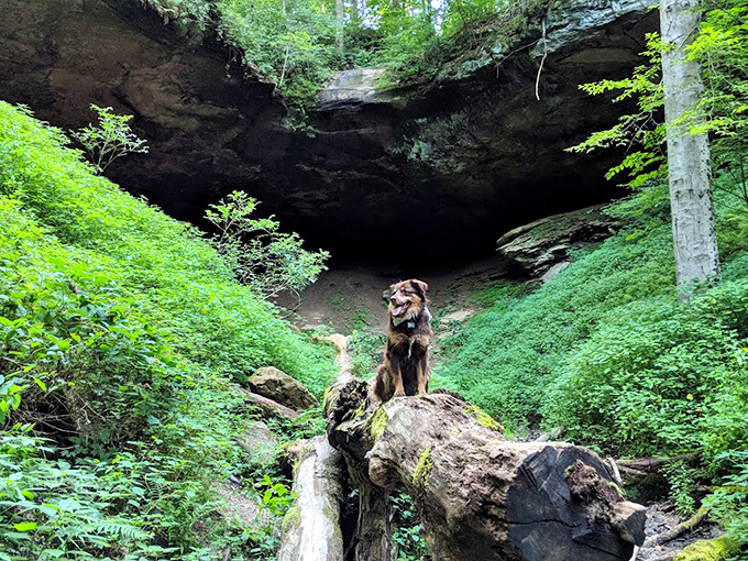 Nature's cathedral awaits exploration. Even the dog seems impressed by Hosak's Cave, where adventure and geology create the perfect day trip.