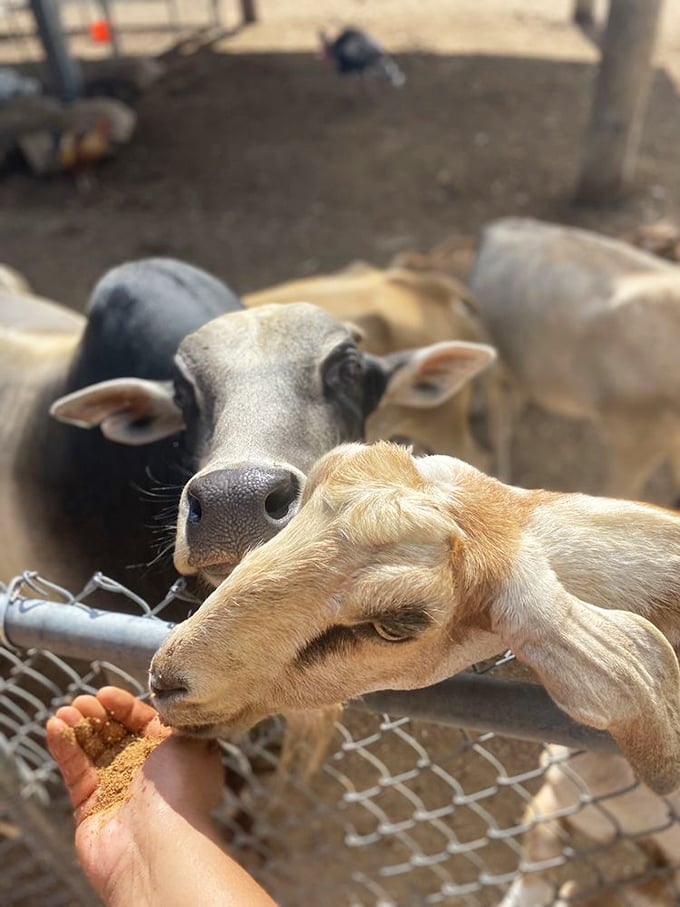 The welcoming committee has four legs and an appetite for whatever you're willing to share. Farm-to-hand interaction at its most adorable. 