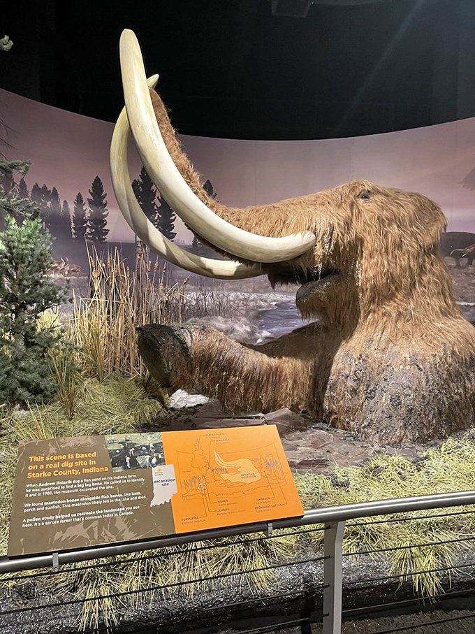 This woolly mammoth looks surprisingly at home in Indiana. The detailed exhibit brings Ice Age Indiana to life with scientific accuracy and artistic flair.