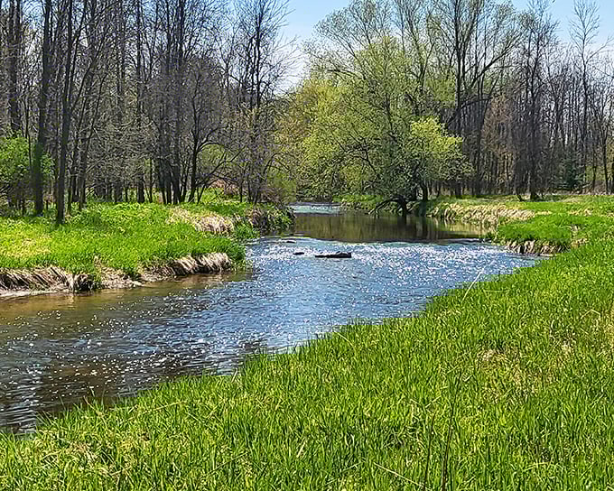 Spring awakens along this gentle stream, where sunlight dances on clear water flowing between banks of emerging green.