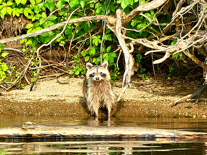 "Excuse me, do you have a reservation?" This inquisitive raccoon reminds us that we're merely visitors in their woodland home.