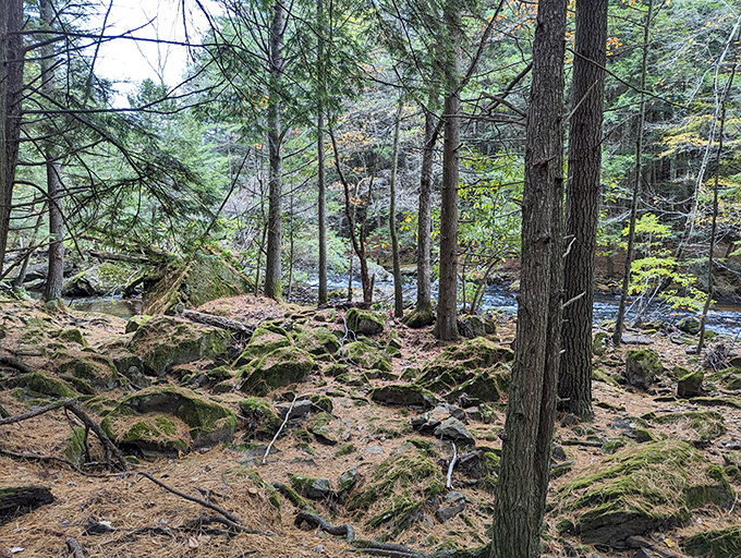 Nature's rock garden tells geological stories spanning millennia. These moss-covered stones have been arranging themselves since before Instagram existed.